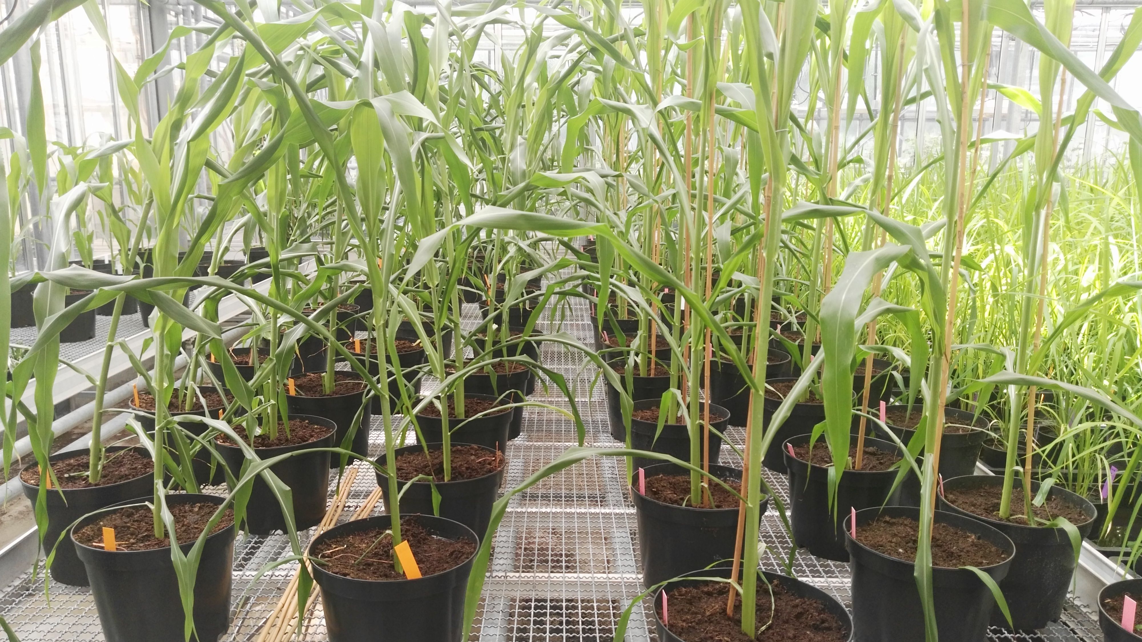 KIT - KIT - Media - Press Releases - PI 2025 - Crop Plants: Gene Switch Makes Sweet Sorghum Salt ...